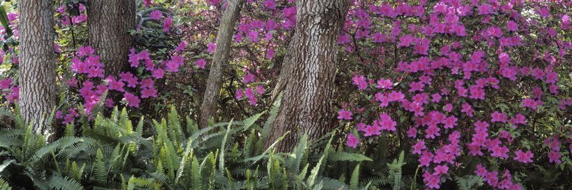 Azaleas In Bloom Wall Mural - Murals Your Way