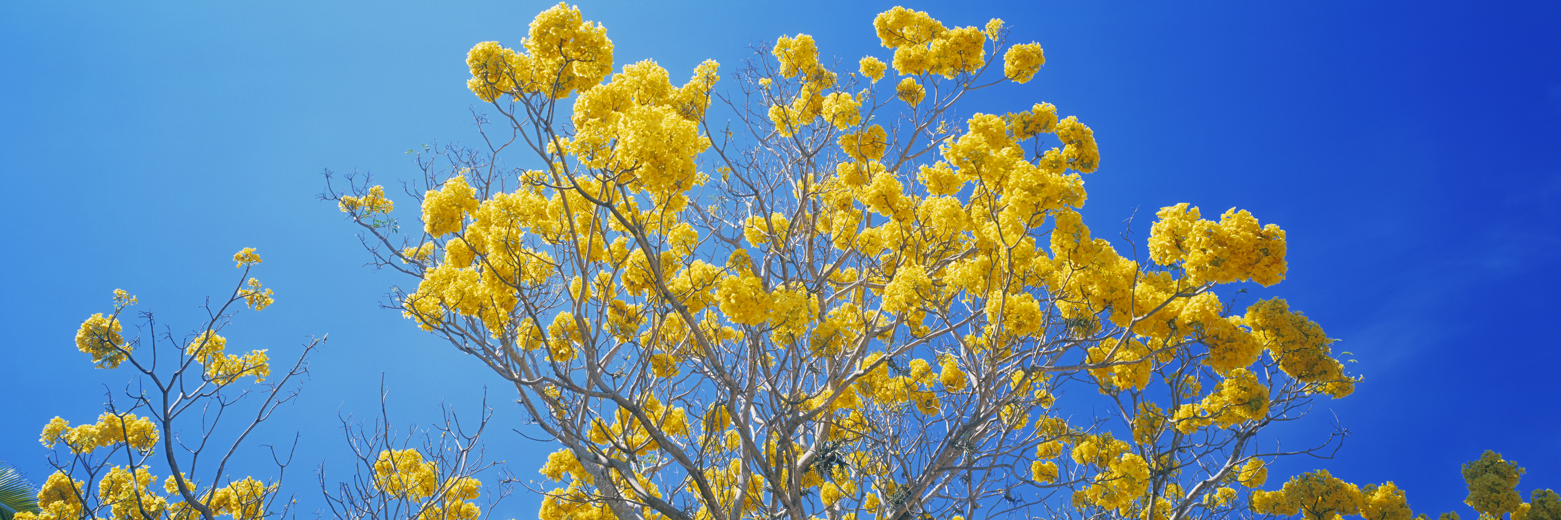 Vibrant Yellow Tree Wall Mural - Murals Your Way