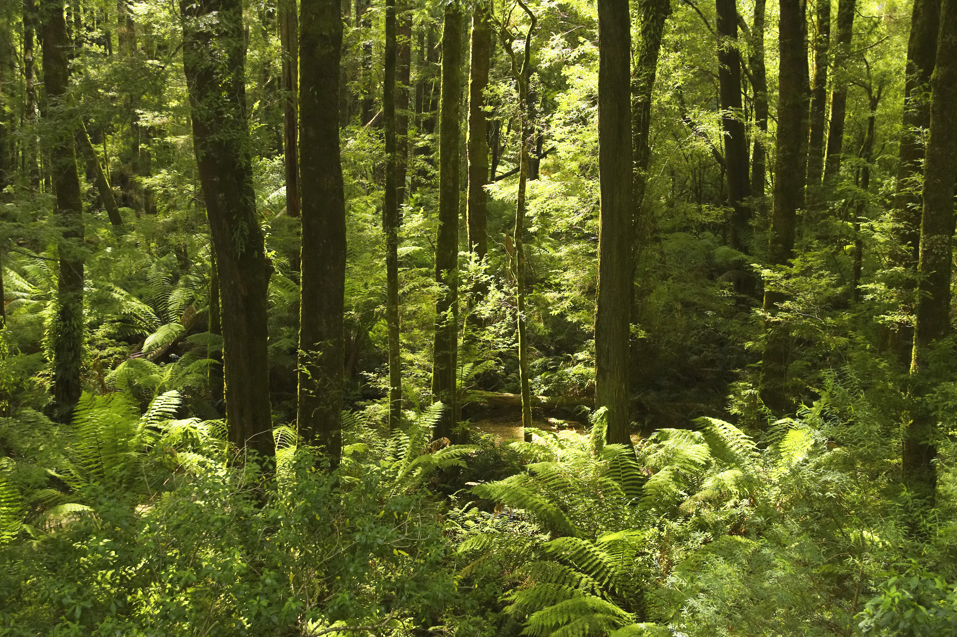 Otway Ranges Forest Mural Wallpaper - Murals Your Way