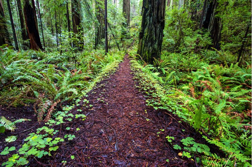 Redwood Path, California Wallpaper Mural - Murals Your Way