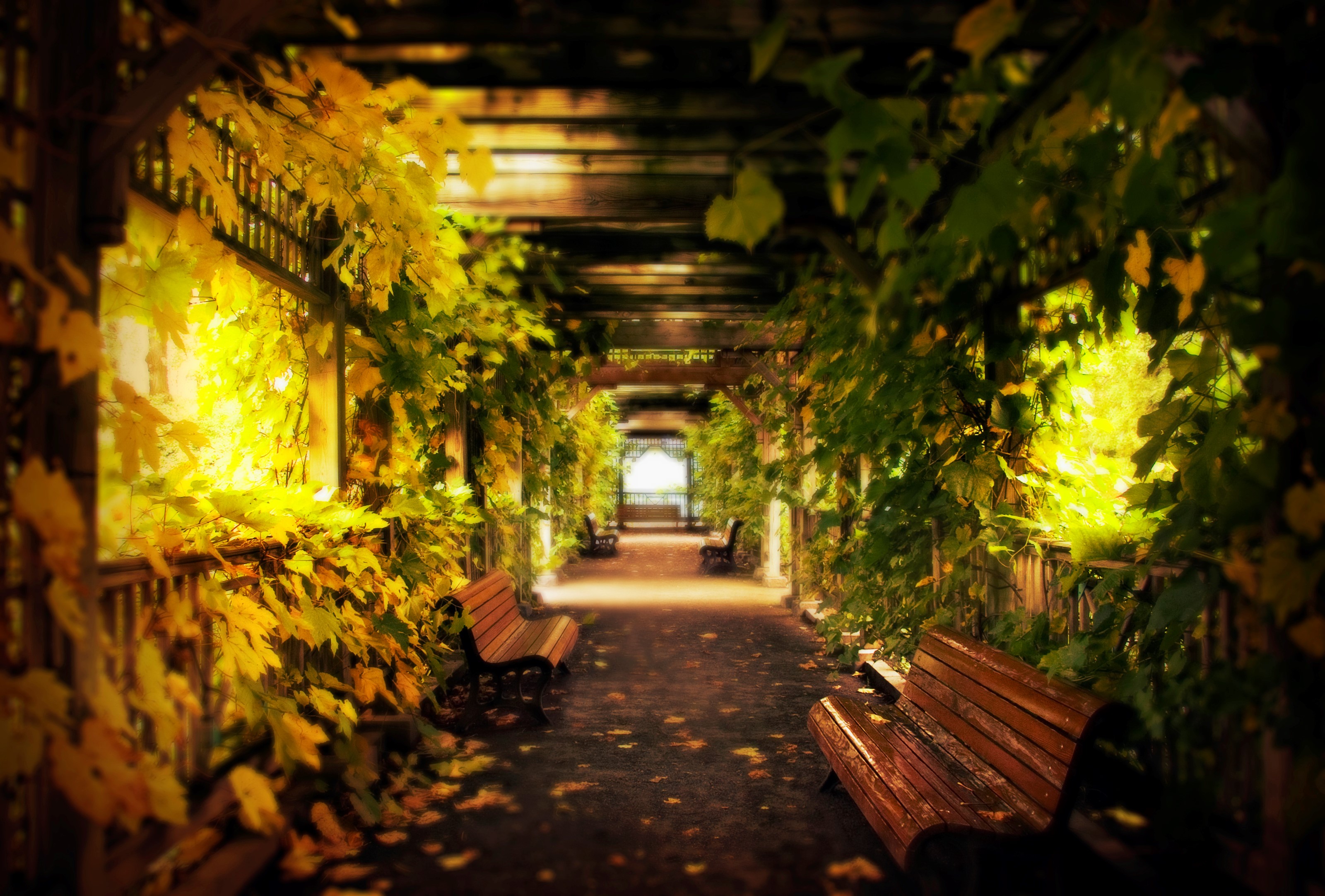 Dream Corridor Wall Mural - Murals Your Way