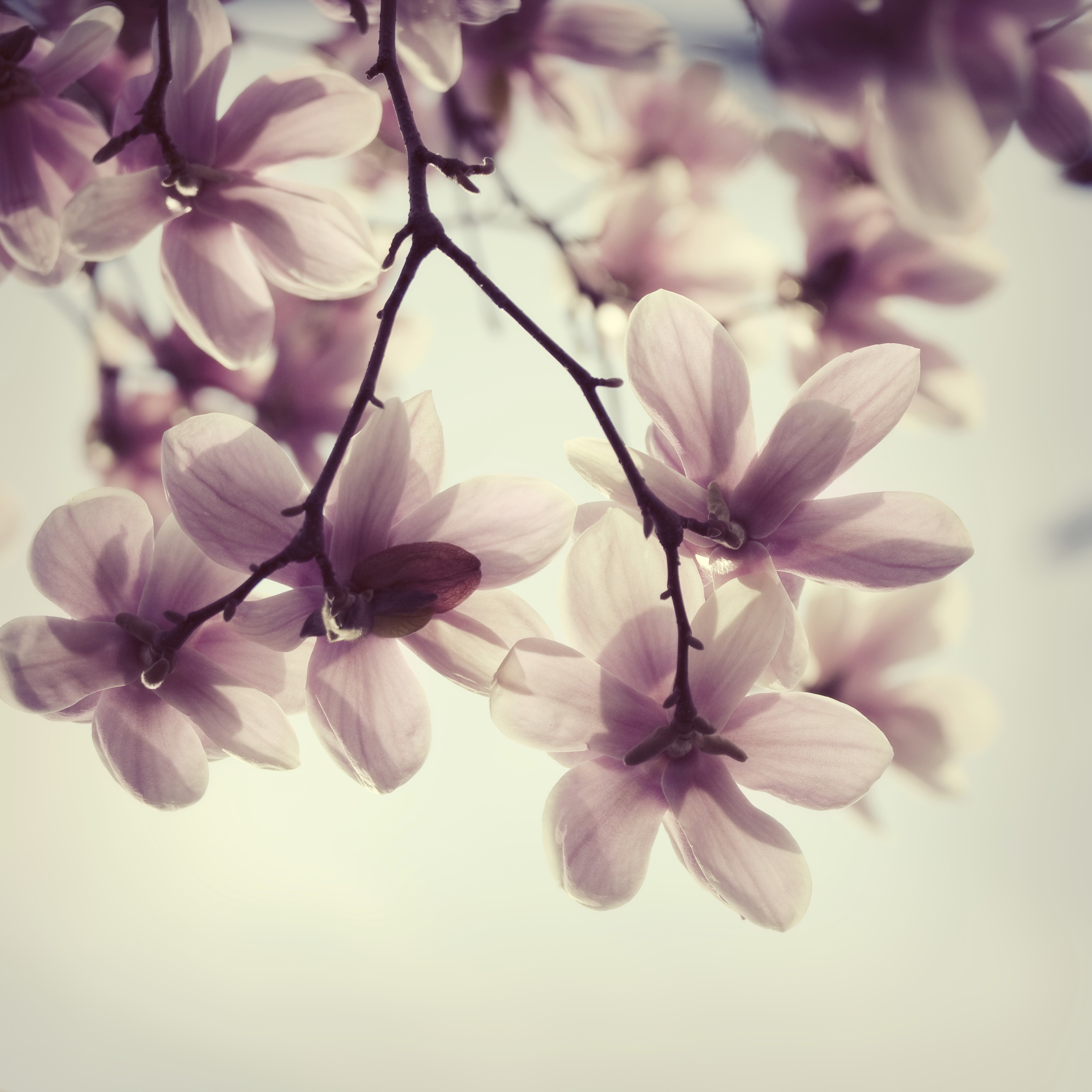 Spring Sunshine Wall Mural | Spring Sunshine, Artist Irene Suchocki ...