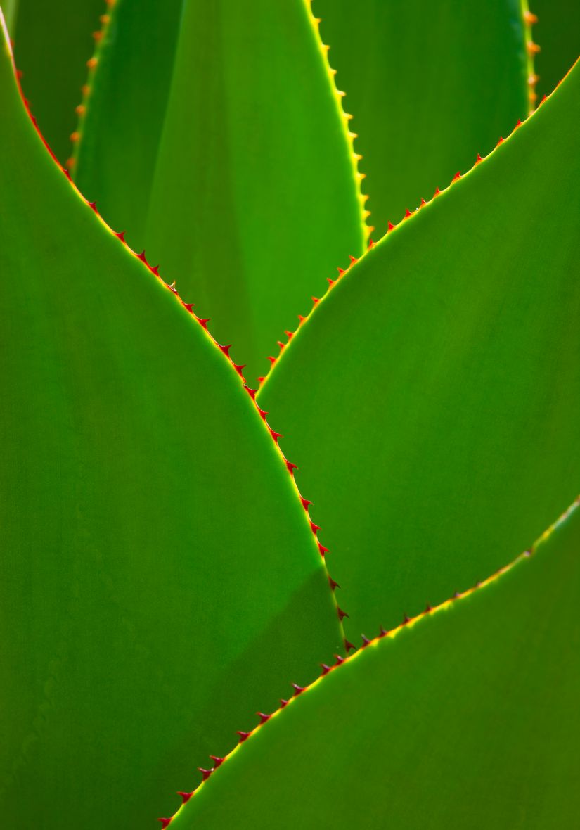 Agave Mural By Terry Donnelly - Murals Your Way