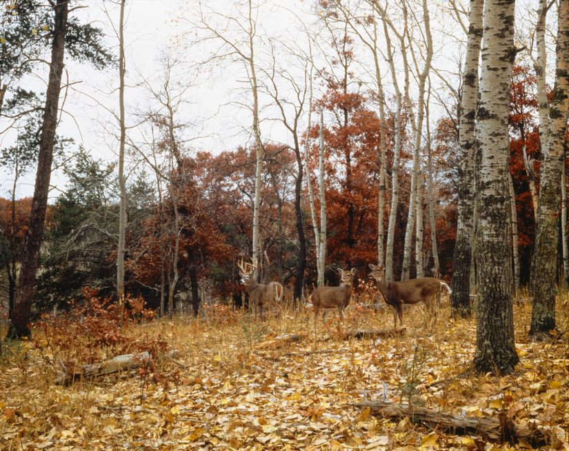 Deer Mural Wallpaper - Murals Your Way