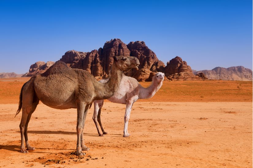 Desert Camels Mural - Murals Your Way