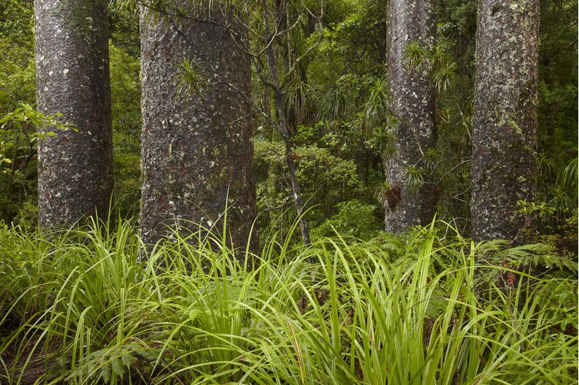 Kauri Trees, New Zealand Mural - Murals Your Way