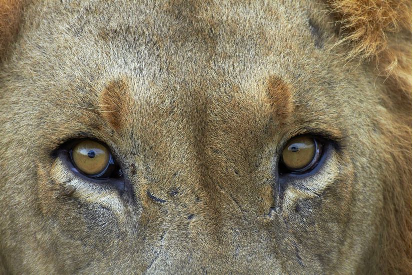 Dangerous Eyes Mural Wallpaper - Murals Your Way