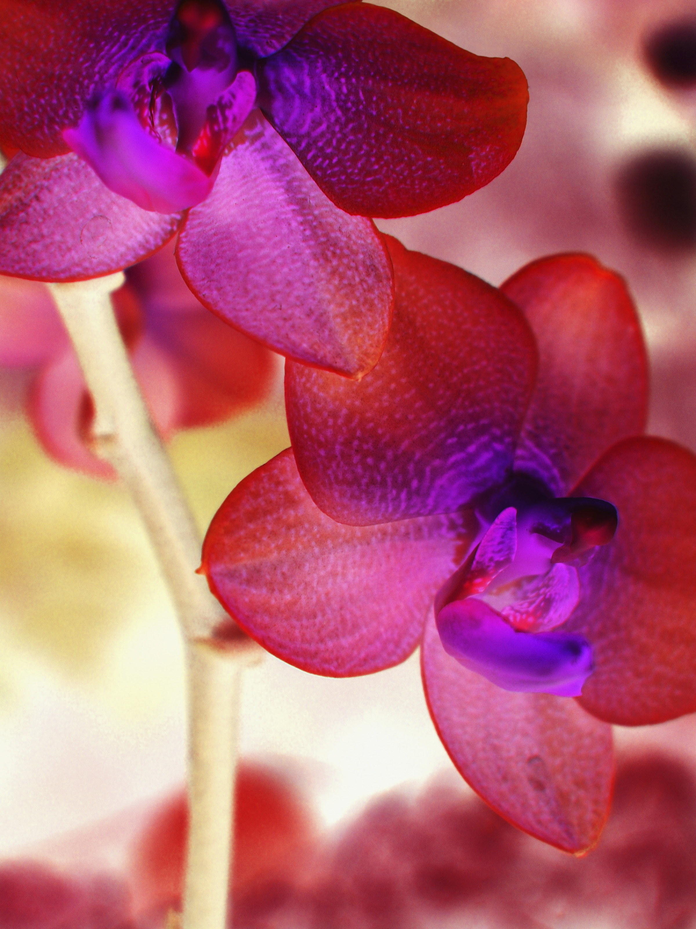 Orchid Lights Mural Wallpaper by Alicia Bock - Murals Your Way