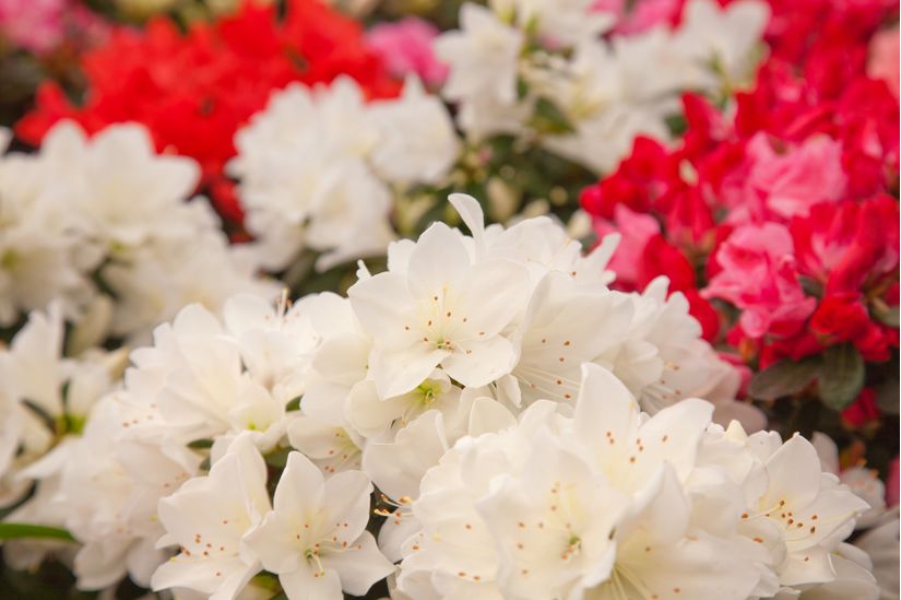 Blooming Azaleas Mural - Murals Your Way