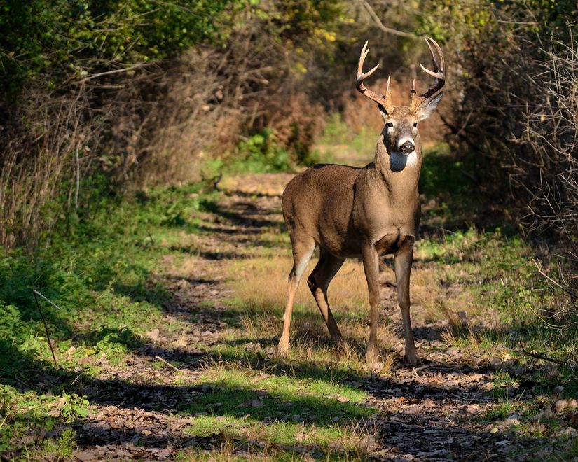 Whitetail Deer Path Mural - Murals Your Way