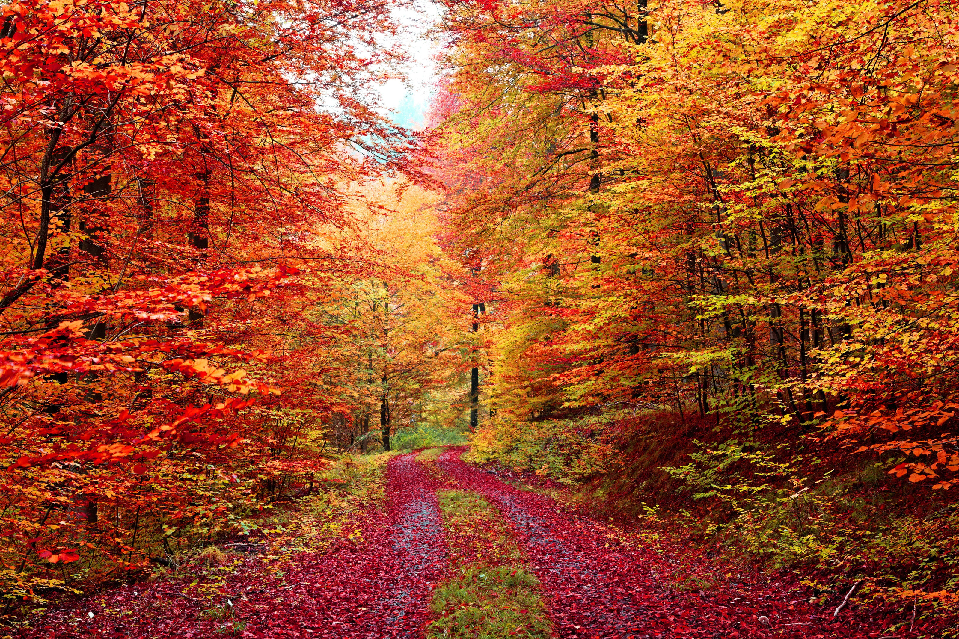 Colorful Autumn Forest Road Mural - Murals Your Way