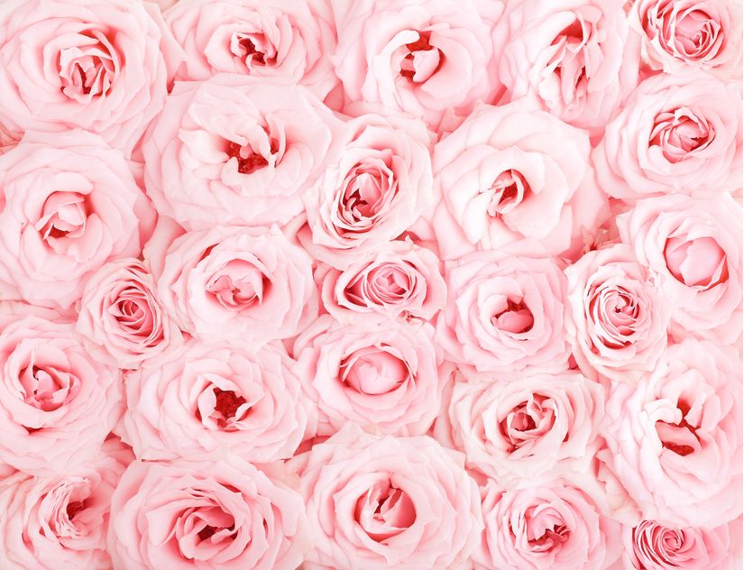 Pretty Pink Roses Tumblr Background HD Pink Rose Petals Wallpapers