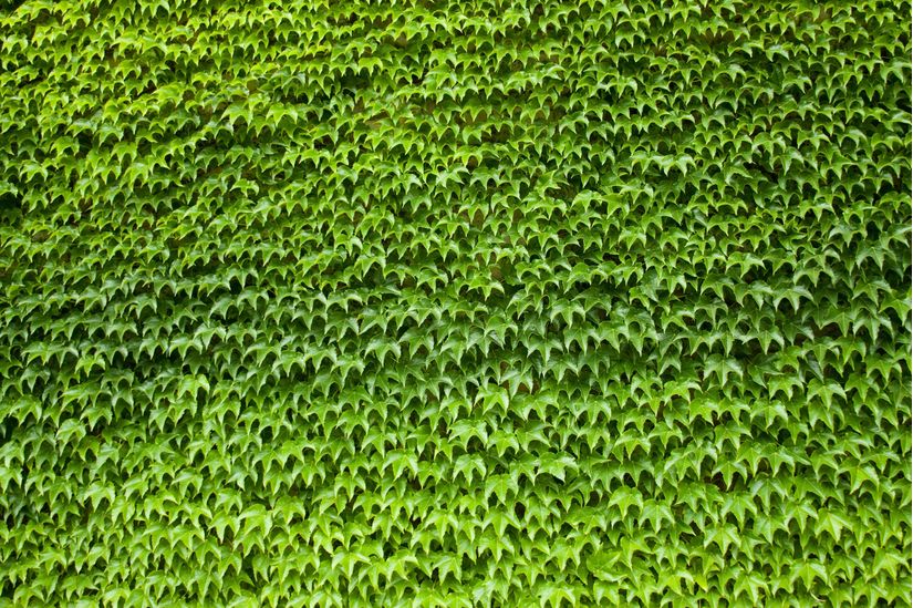 Ivy Covered Wall Mural - Murals Your Way