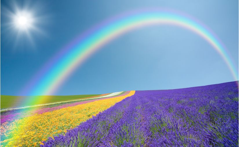 Rainbow Flower Field Wall Mural - Murals Your Way