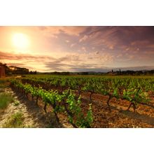 Vine & Vineyard Scene Wall Murals - Murals Your Way
