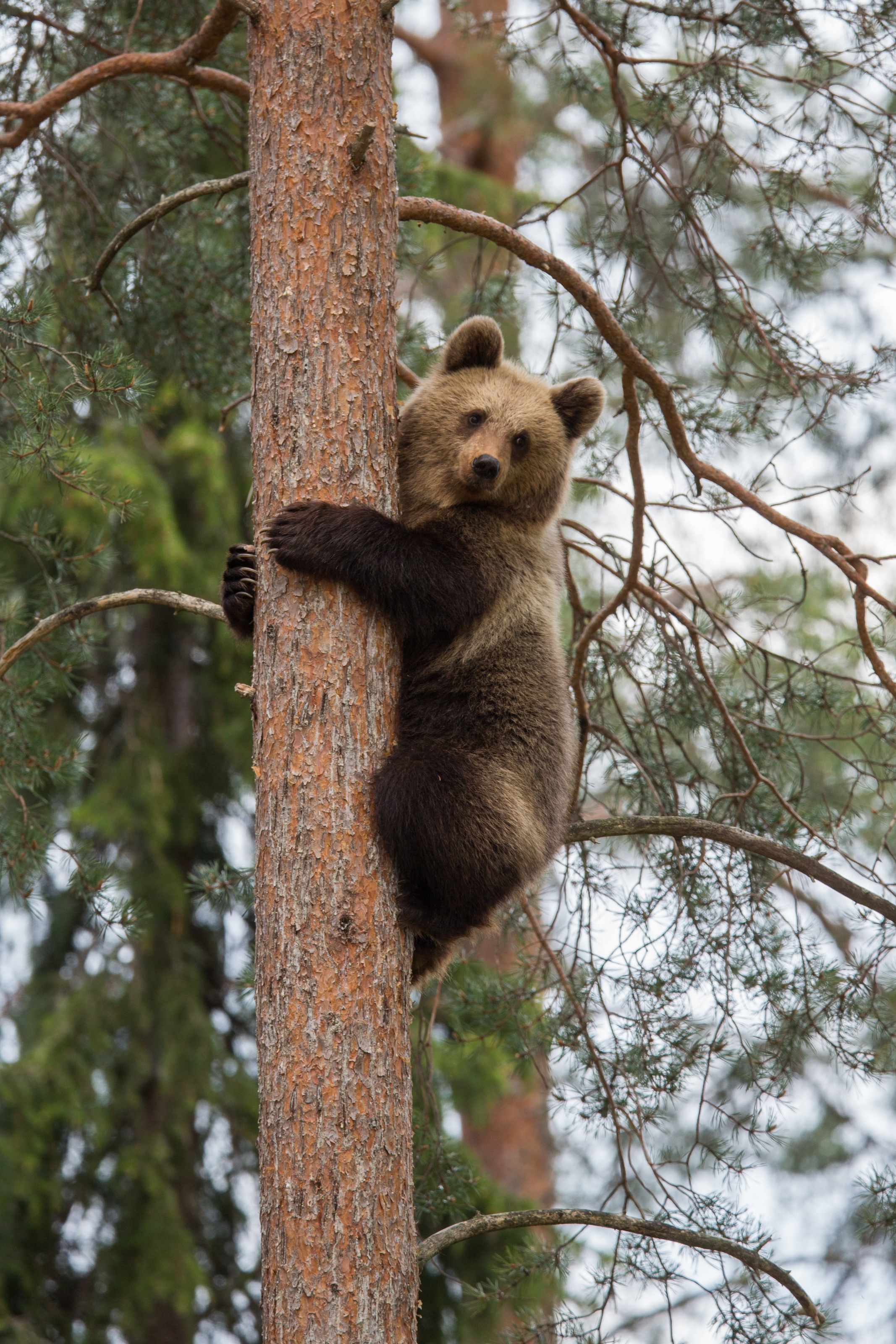 Bear Cub Tree