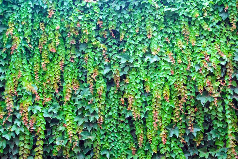 Boston Ivy Mural - Murals Your Way