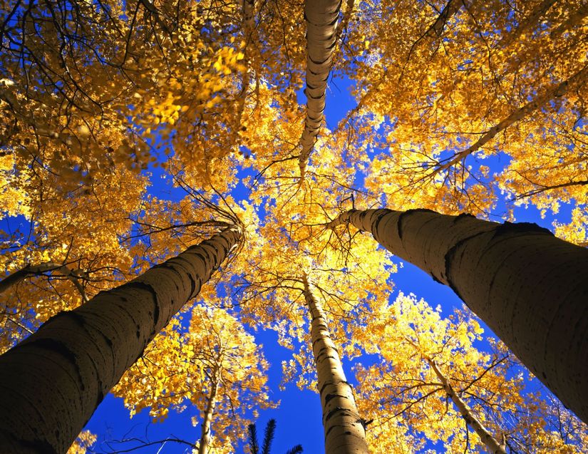 Aspen Tree Canopy Mural - Murals Your Way