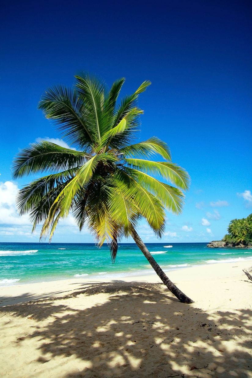 Pretty Palm Tree Wall Mural - Murals Your Way