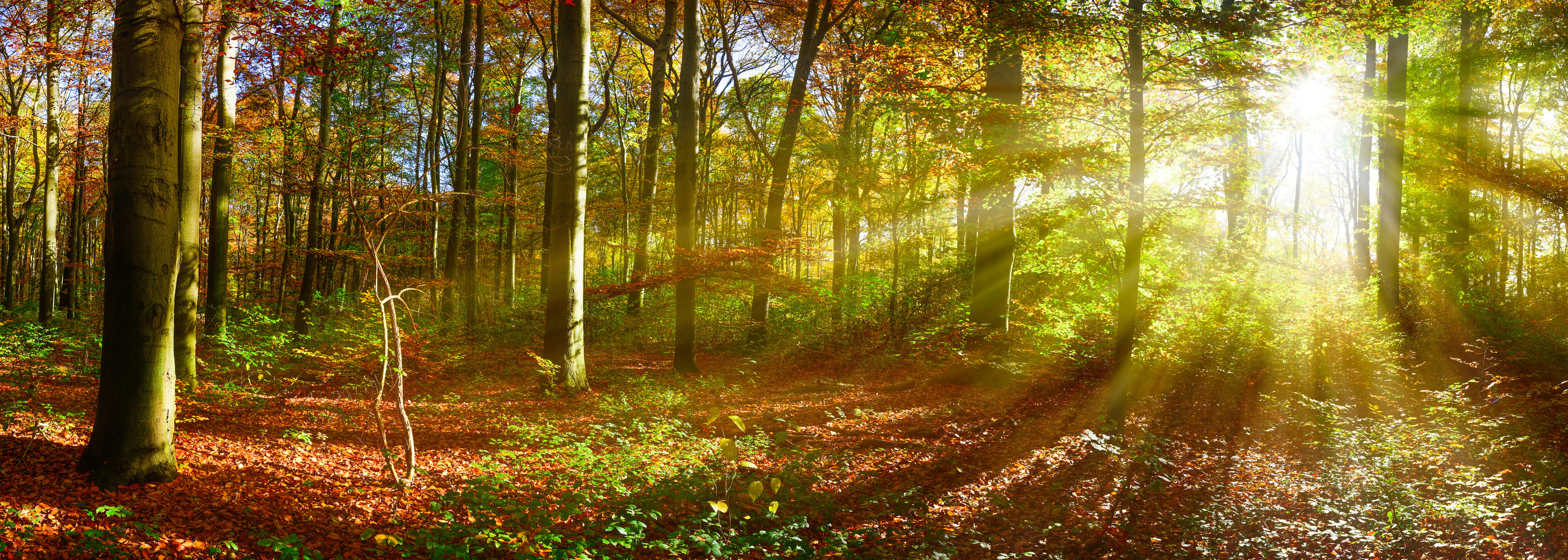 Sun Rays Through An Autumn Forest Wall Mural - Murals Your Way