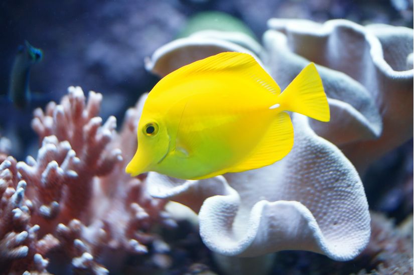 Tropical Yellow Fish Wall Mural - Murals Your Way