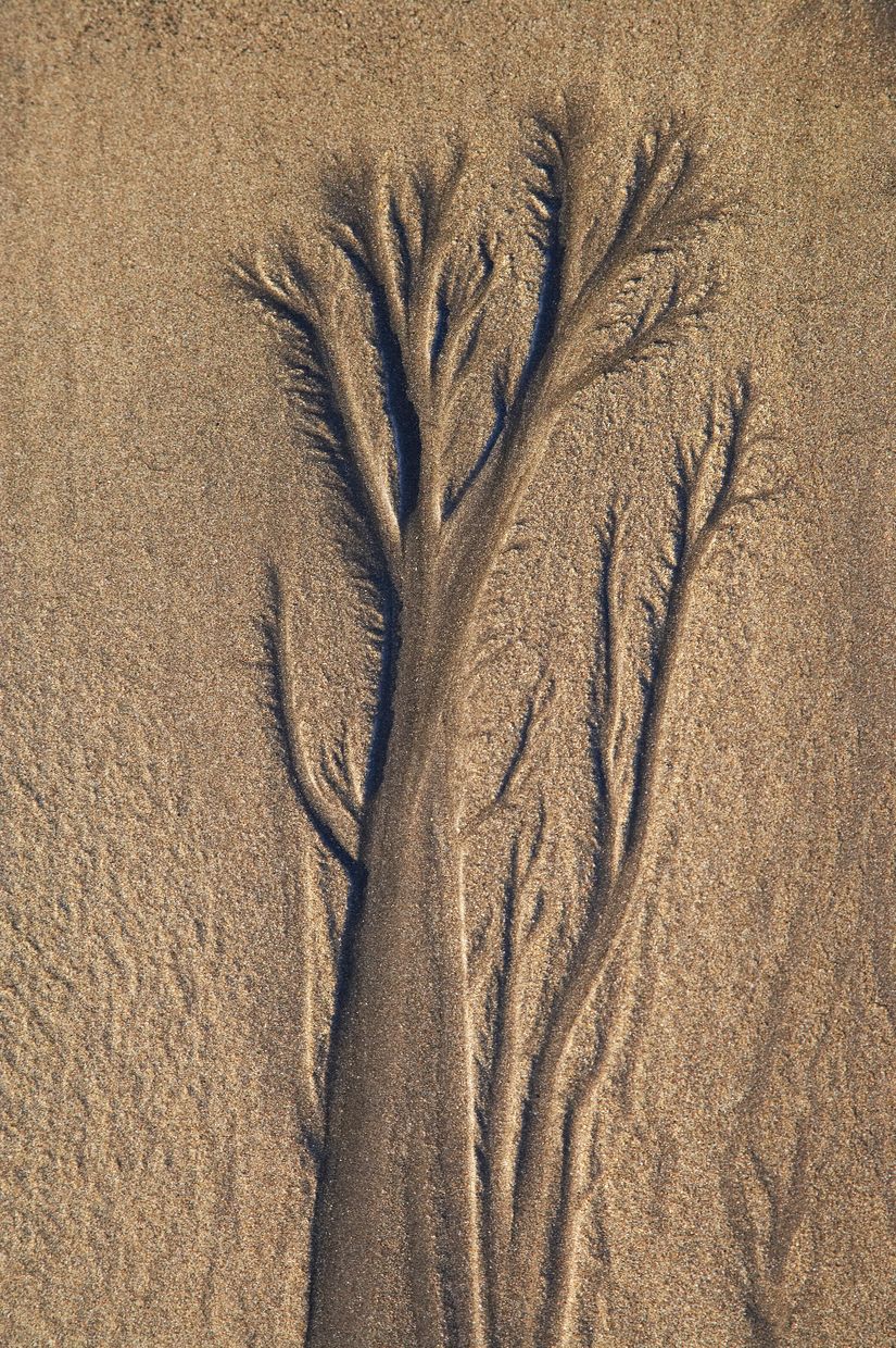 Sand Tree Wall Mural - Murals Your Way
