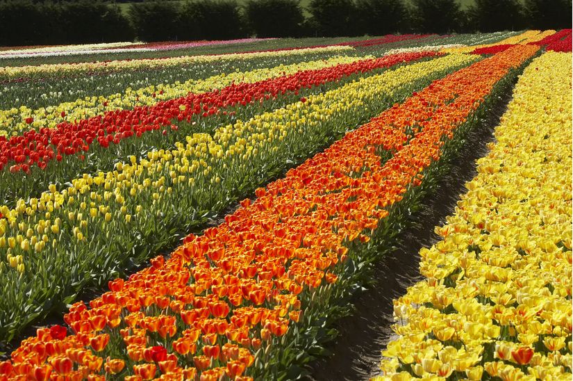 Rows Of Tulips Mural Wallpaper - Murals Your Way