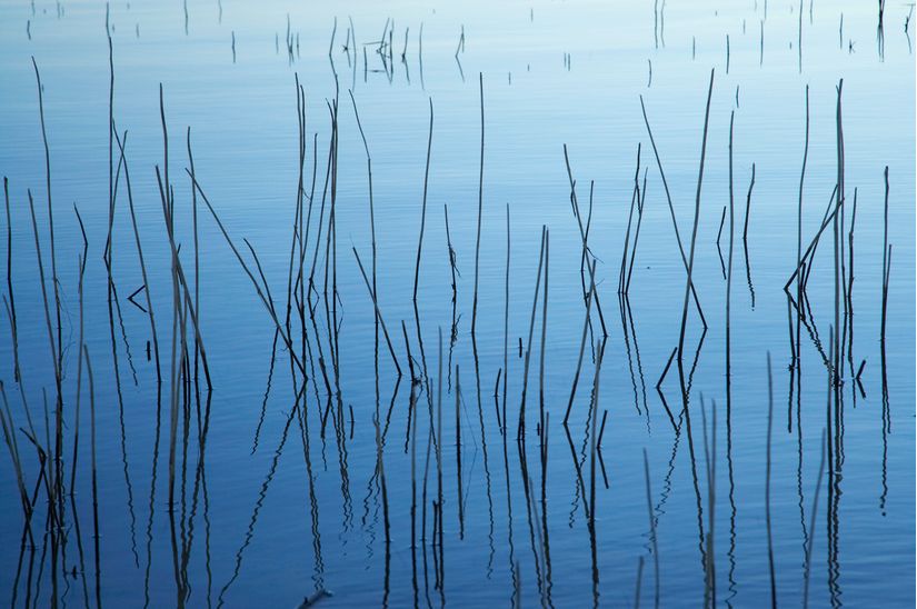 Blowering Dam Reeds, Australia Wallpaper Mural - Murals Your Way