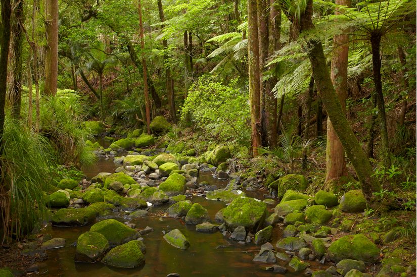 Waikoromiko Stream & Forest Mural - David Wall - Murals Your Way