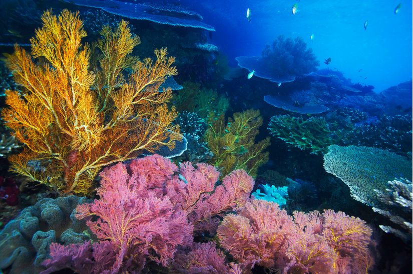 Colorful Coral Reefscape, Indonesia Mural - Eric Cheng - Murals Your Way
