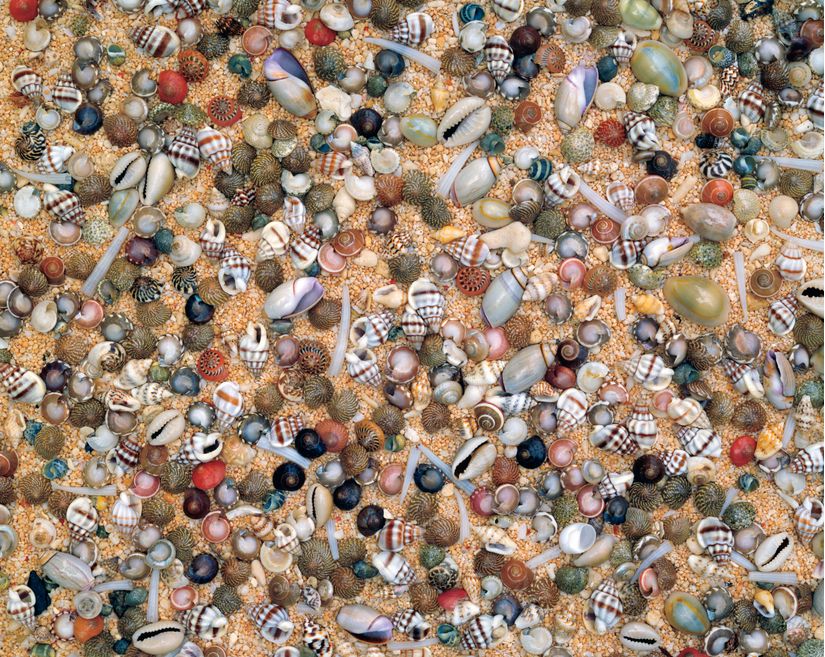 Seashell Treasures Mural - Murals Your Way