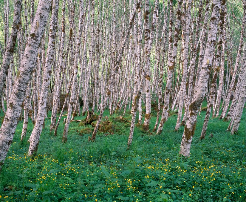 Forest Wallpaper Wall Mural - Murals Your Way