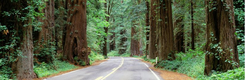 Redwood Highway Mural - Murals Your Way