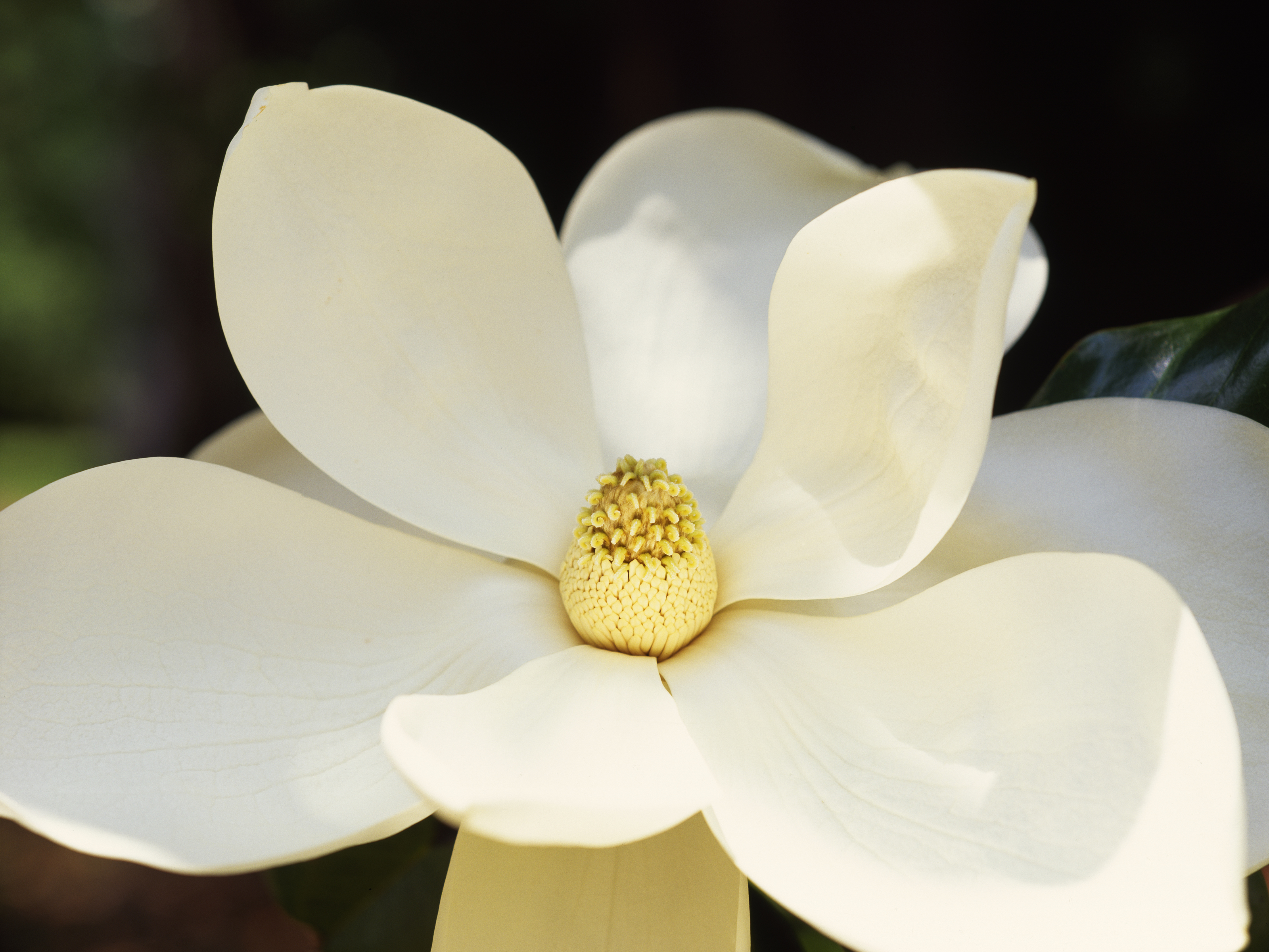 Magnolia Charm Mural - Murals Your Way