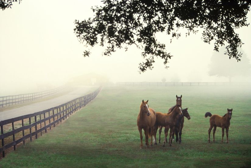 Kentucky Horse Farms Wallpaper