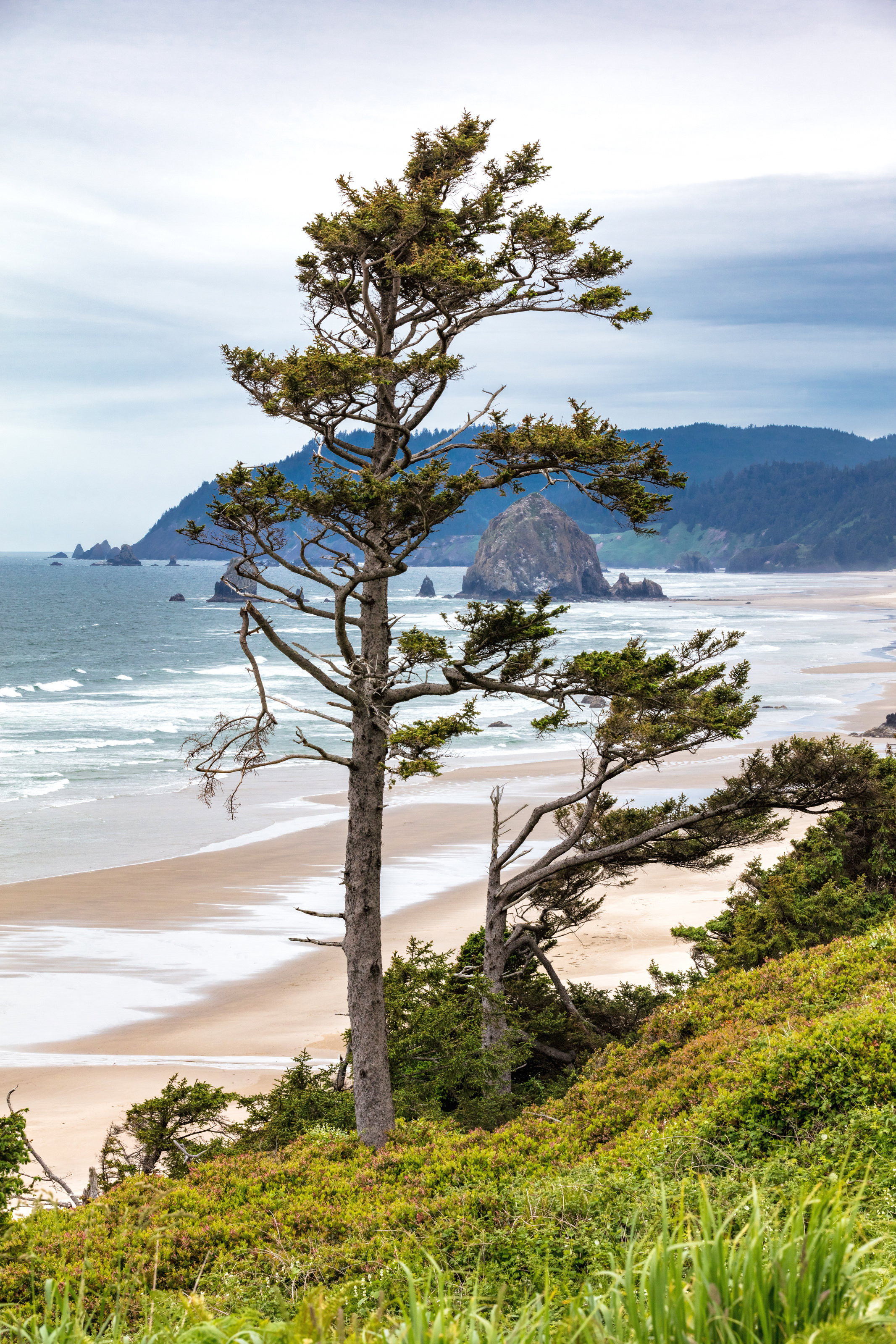 Cannon Beach Tree Mural - Murals Your Way