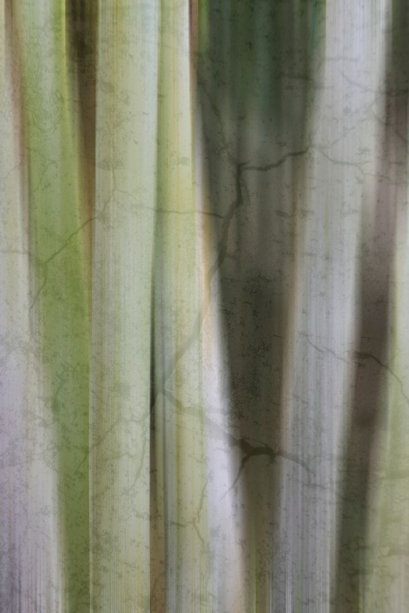 Bamboo Element 2 Mural - Matthew Lew - Murals Your Way