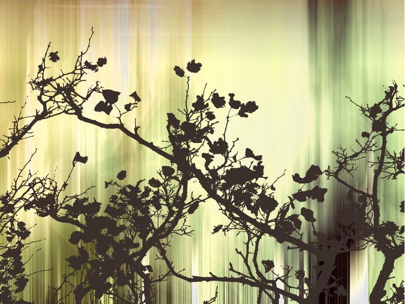 First Rays Of Sunlight Mural - Matthew Lew - Murals Your Way