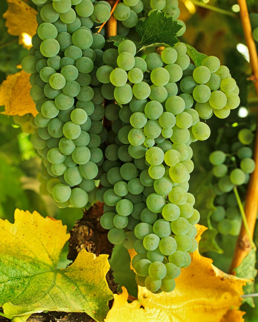 French Colombard Mural - Kirk Irwin - Murals Your Way