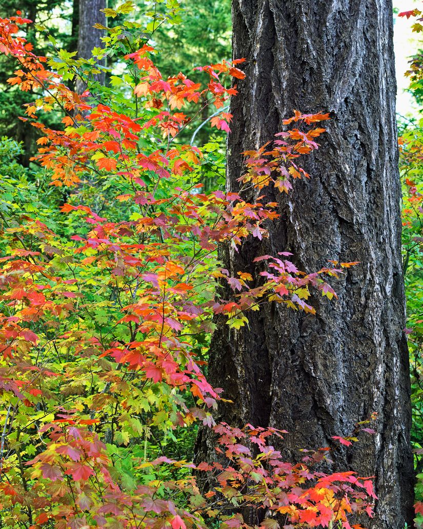 Forest Poetry Mural - Murals Your Way