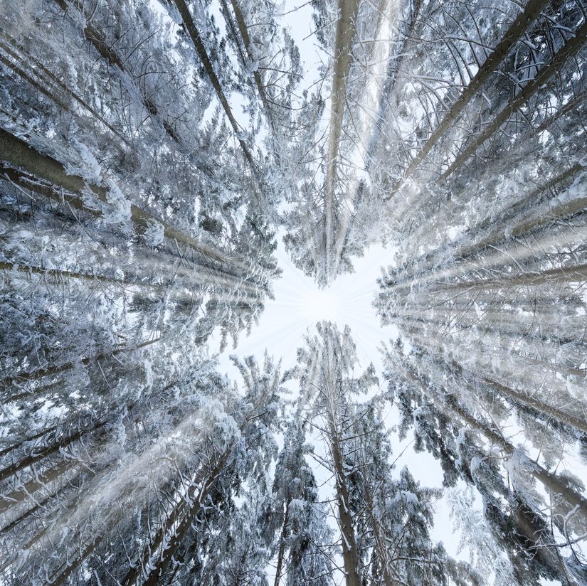 Looking Up Through A Snowy Winter Forest Wall Mural - Murals Your Way