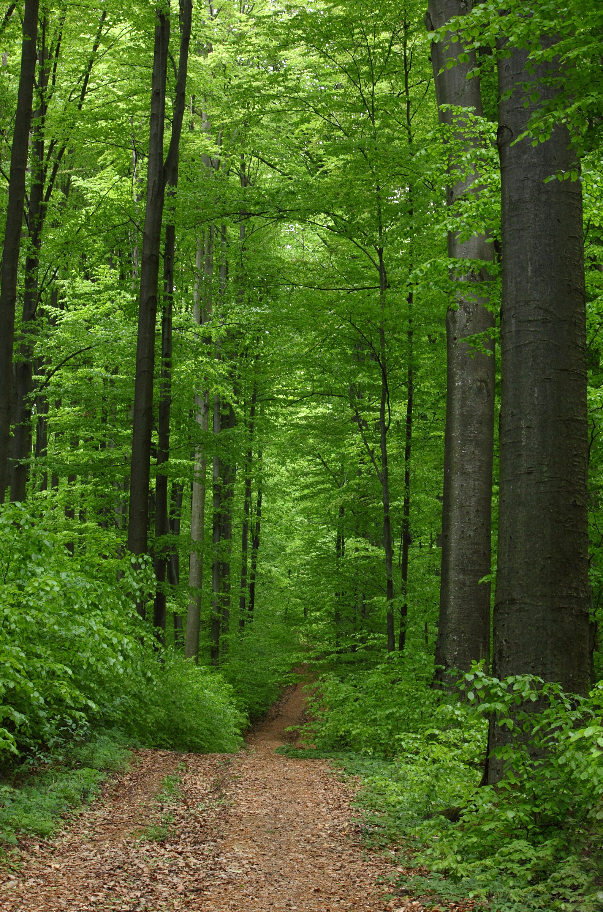 Spring Forest Trail Wall Mural - Murals Your Way