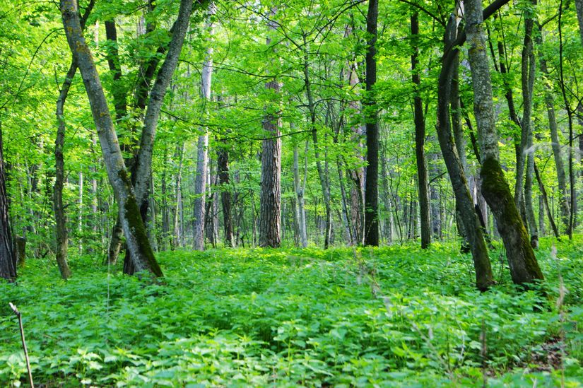 Bright Green Spring Forest Wall Mural - Murals Your Way