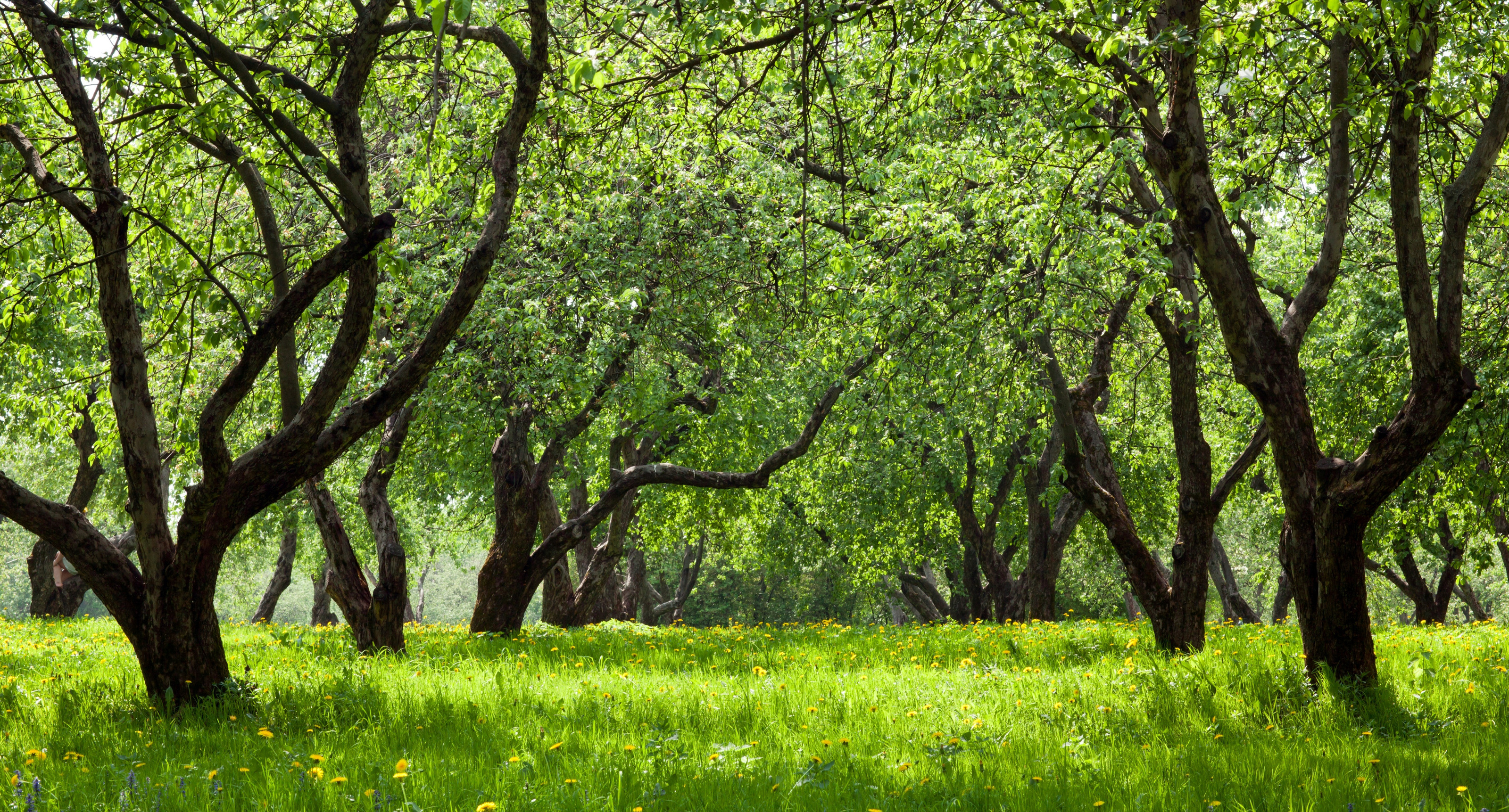 Green Apple Trees In Spring Wall Mural - Murals Your Way