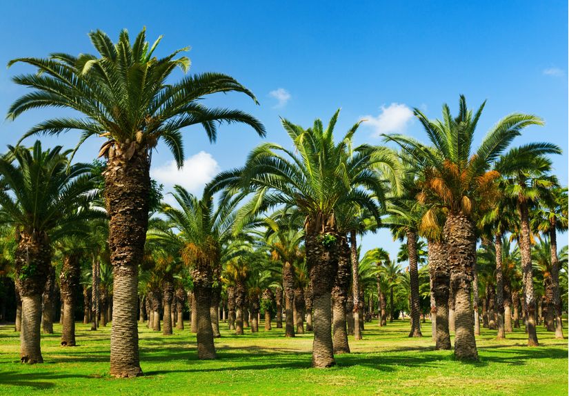 Palm Tree Grove Wall Mural - Murals Your Way