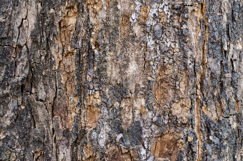 Tree Bark Wallpaper Pattern
