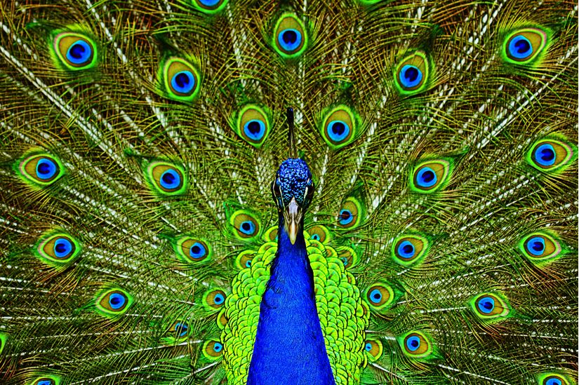 Blue Peacock Mural - Murals Your Way