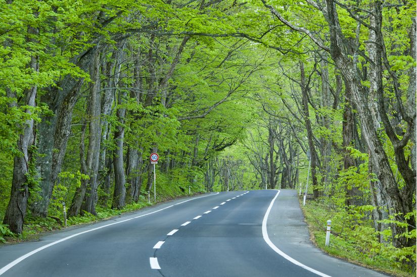 Green Forest Road Wall Mural - Murals Your Way