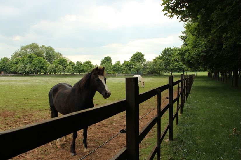 Horse In A Paddock Wall Mural - Murals Your Way