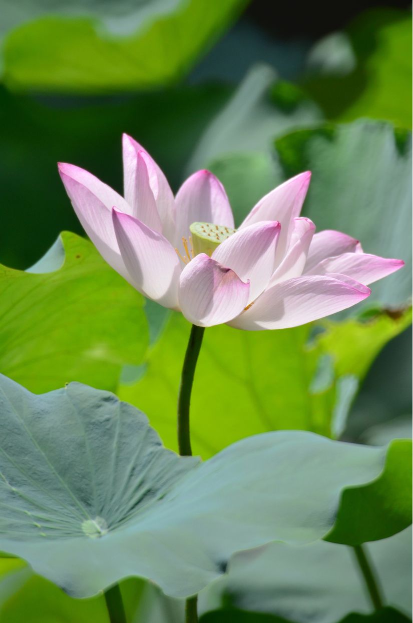 Lotus Wall Mural - Murals Your Way